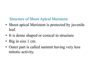 3-APICAL MERISTEM.pptx