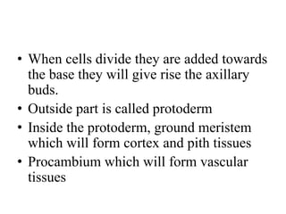 3-APICAL MERISTEM.pptx
