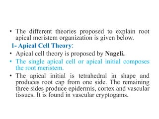3-APICAL MERISTEM.pptx