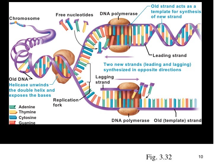 3.a&p i dna.2010