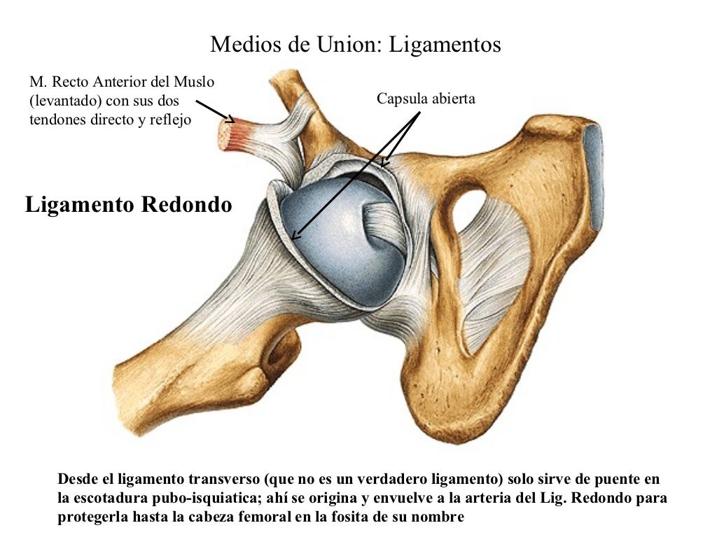 Articulacion de la cadera con radiológica y perthes