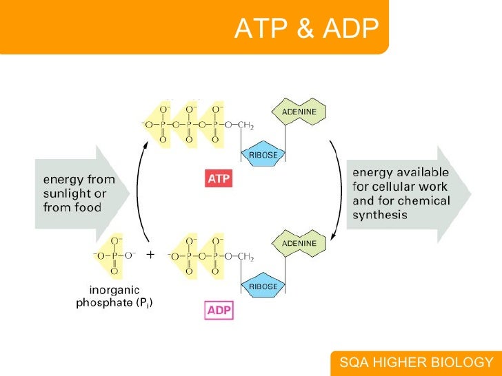 3. ATP