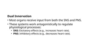 Autonomic Nervous System - Neuropsychology | PPT