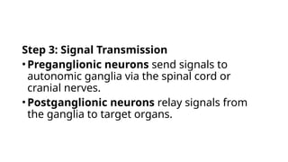 Autonomic Nervous System - Neuropsychology | PPT