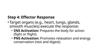 Autonomic Nervous System - Neuropsychology | PPT