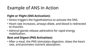 Autonomic Nervous System - Neuropsychology | PPT