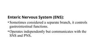 Autonomic Nervous System - Neuropsychology | PPT