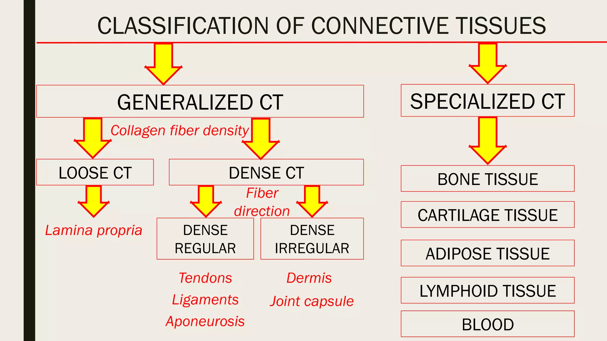 3- BASIC HISTOLOGY LECTURE SERIES.pdf