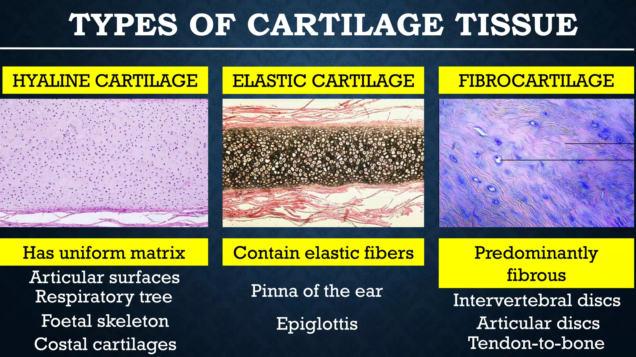 3- BASIC HISTOLOGY LECTURE SERIES.pdf