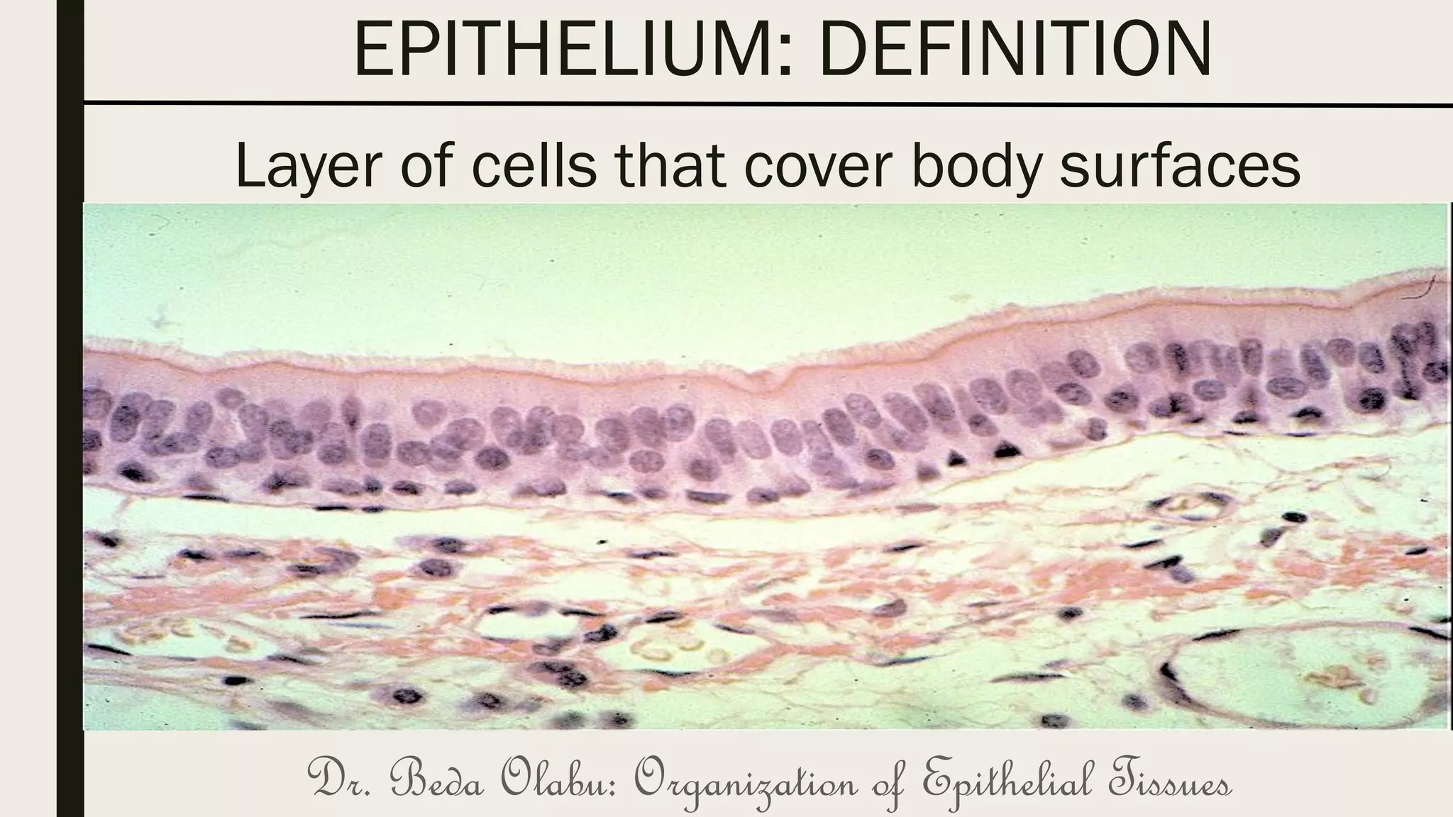 3- BASIC HISTOLOGY LECTURE SERIES.pdf