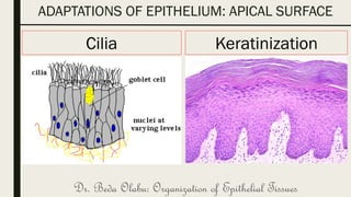 3- BASIC HISTOLOGY LECTURE SERIES.pdf