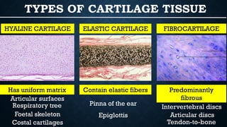 3- BASIC HISTOLOGY LECTURE SERIES.pdf