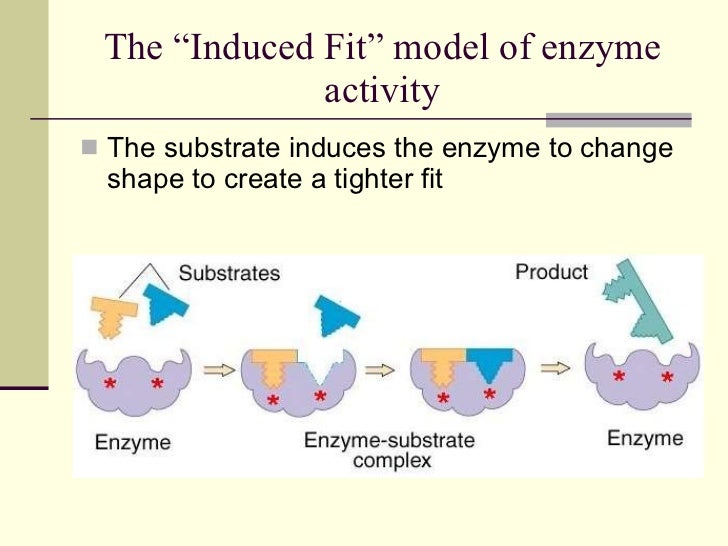 Enzymes Induced Fit Model
