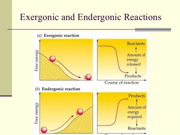 3 - Biochemical processes in cells