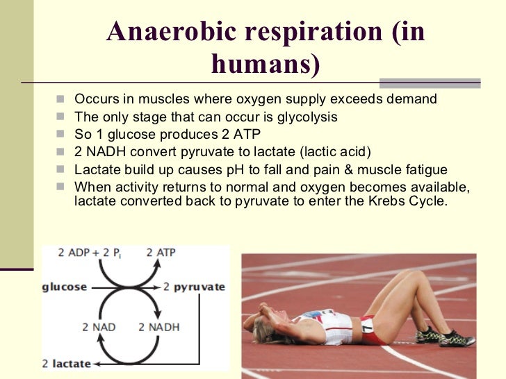 3 - Biochemical processes in cells