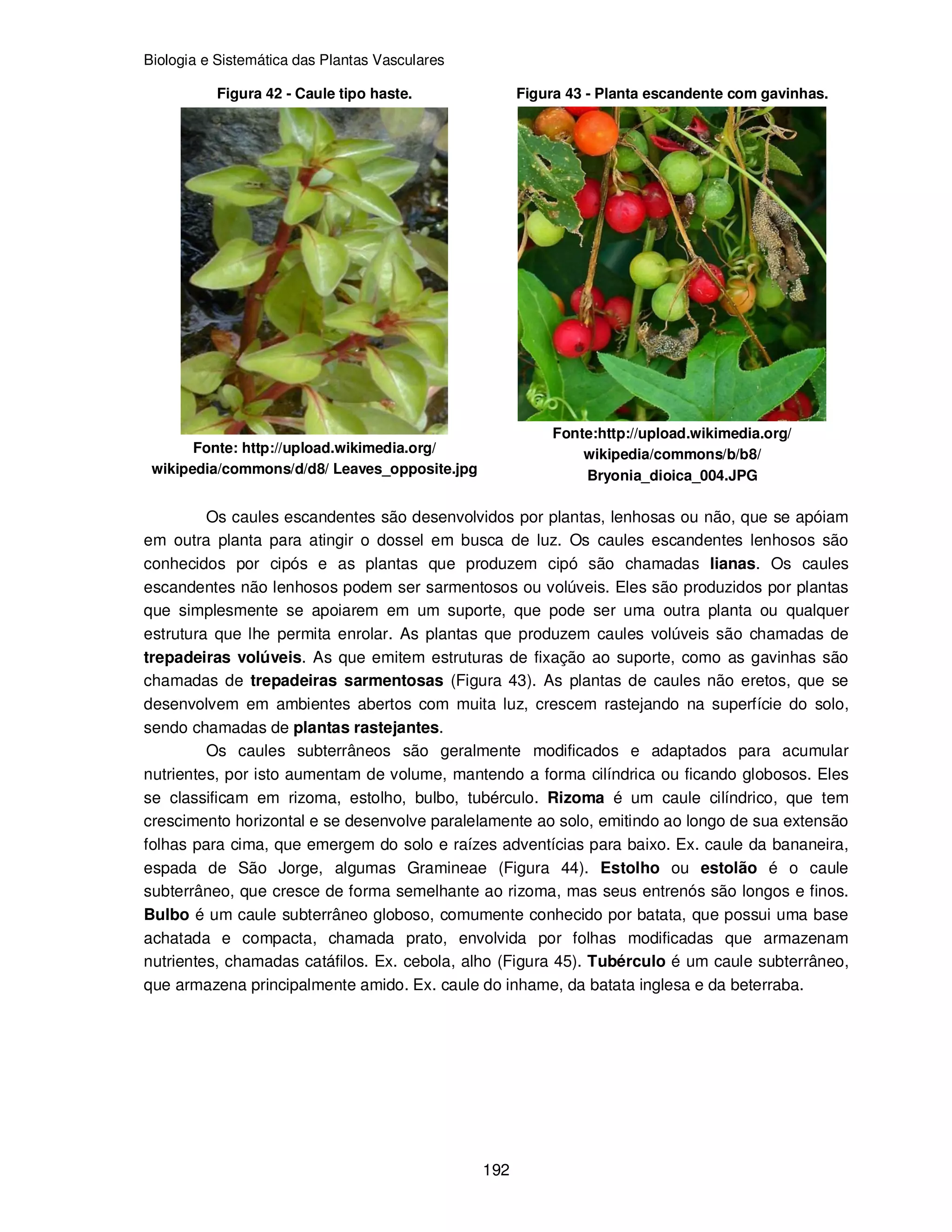 3-Biologia_e_sistematica_das_plantas_vasculares.pdf