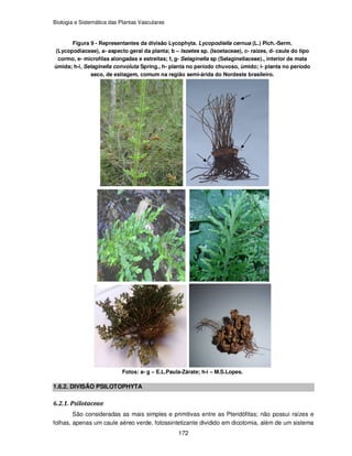 3-Biologia_e_sistematica_das_plantas_vasculares.pdf