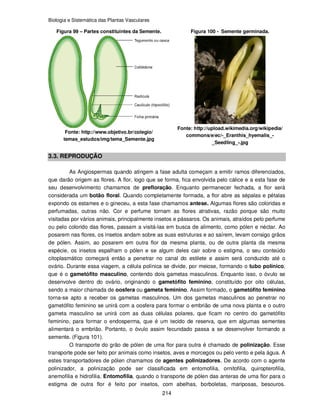 3-Biologia_e_sistematica_das_plantas_vasculares.pdf