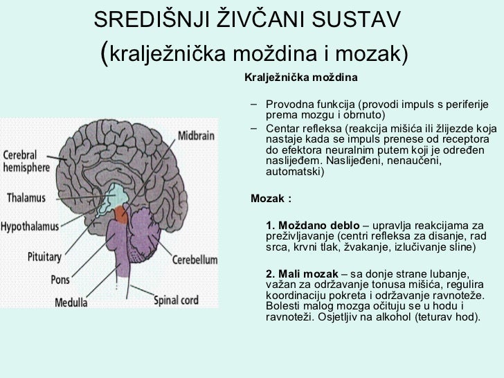 Biološke osnove ponašanja i doživljavanja