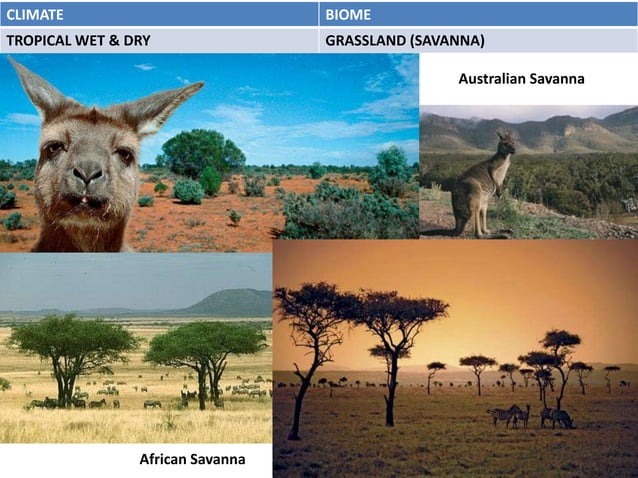 3. biomes | PPTX | Weather | Science