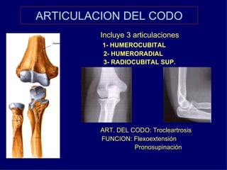3 Brazo Y Codo | PPT