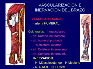 3 Brazo Y Codo | PPT