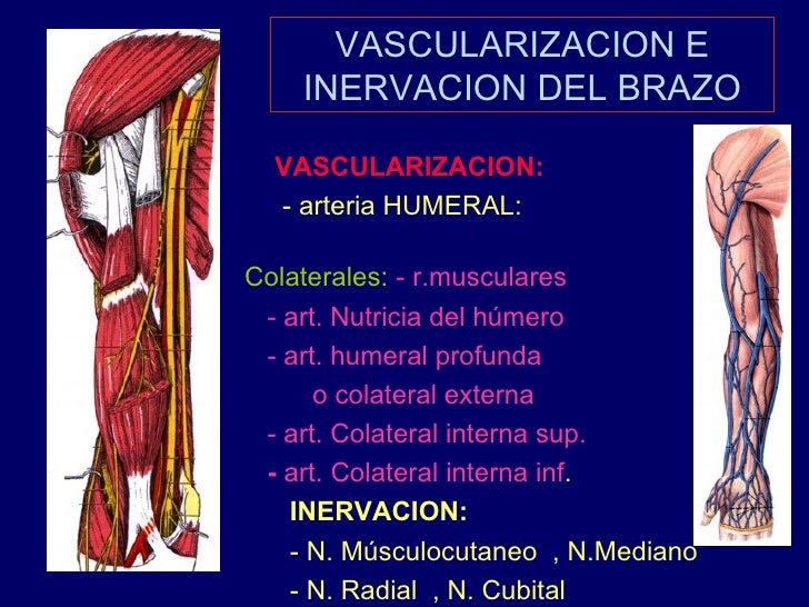 3 Brazo Y Codo