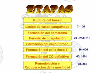 3. callo oseos i | PPT