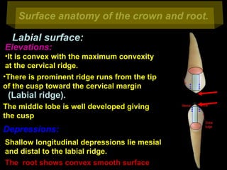 03. Canines - Dentition | PPT