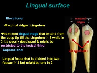 03. Canines - Dentition | PPT