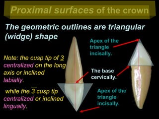 03. Canines - Dentition | PPT