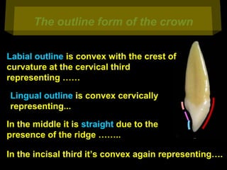 03. Canines - Dentition | PPT