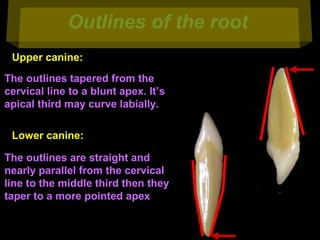 03. Canines - Dentition | PPT