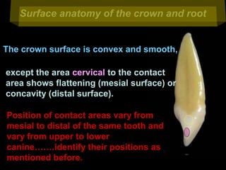 03. Canines - Dentition | PPT