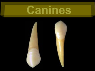 03. Canines - Dentition | PPT