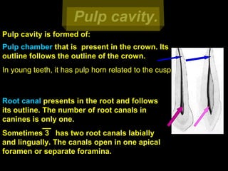 03. Canines - Dentition | PPT