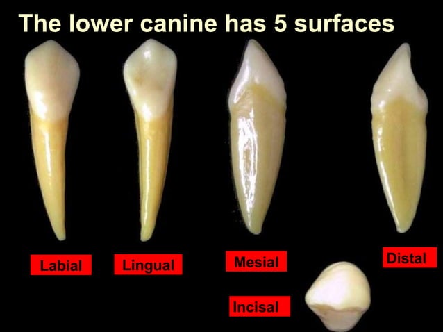 03. Canines - Dentition | PPT