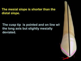 03. Canines - Dentition | PPT