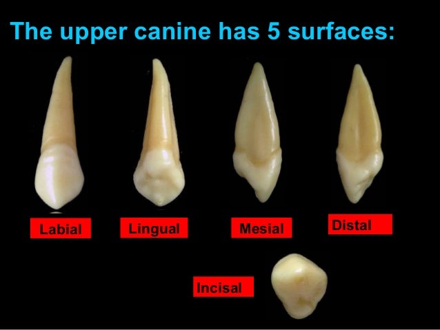 03. Canines - Dentition