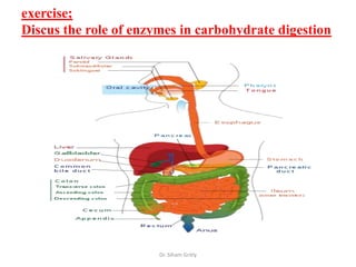 3 carbohydrates and exercise | PPT
