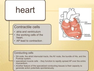 3 - CARDIAC AP.ppt