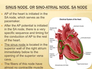 3 - CARDIAC AP.ppt