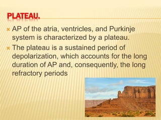 3 - CARDIAC AP.ppt