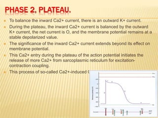 3 - CARDIAC AP.ppt