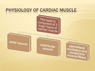 3 - CARDIAC AP.ppt