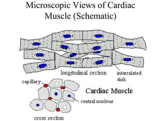 Cardiac Muscle Structure