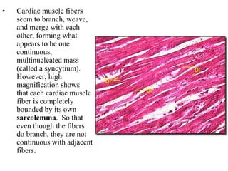 Cardiac Muscle Slide