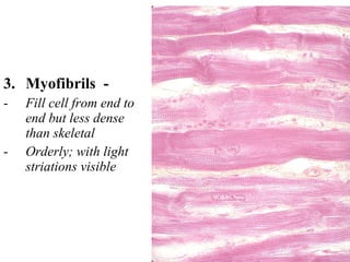 3. cardiac muscle tissue | PPT