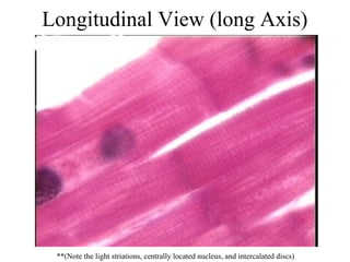 3. cardiac muscle tissue | PPT