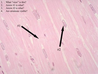 Cardiac Muscle Cells Under Microscope